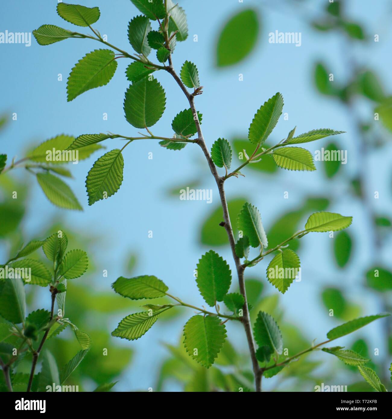 green tree leaves textured in the nature Stock Photo - Alamy