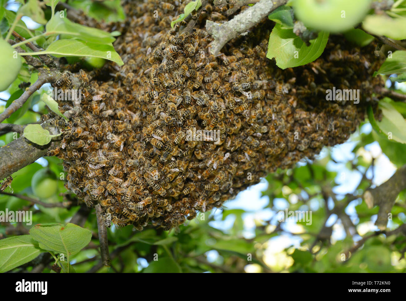 Wild swarm bees on tree hi-res stock photography and images - Alamy