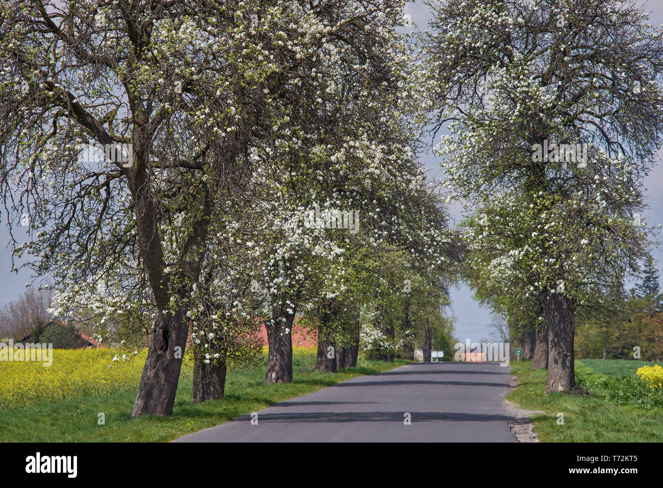 Very old pear trees hi-res stock photography and images - Alamy