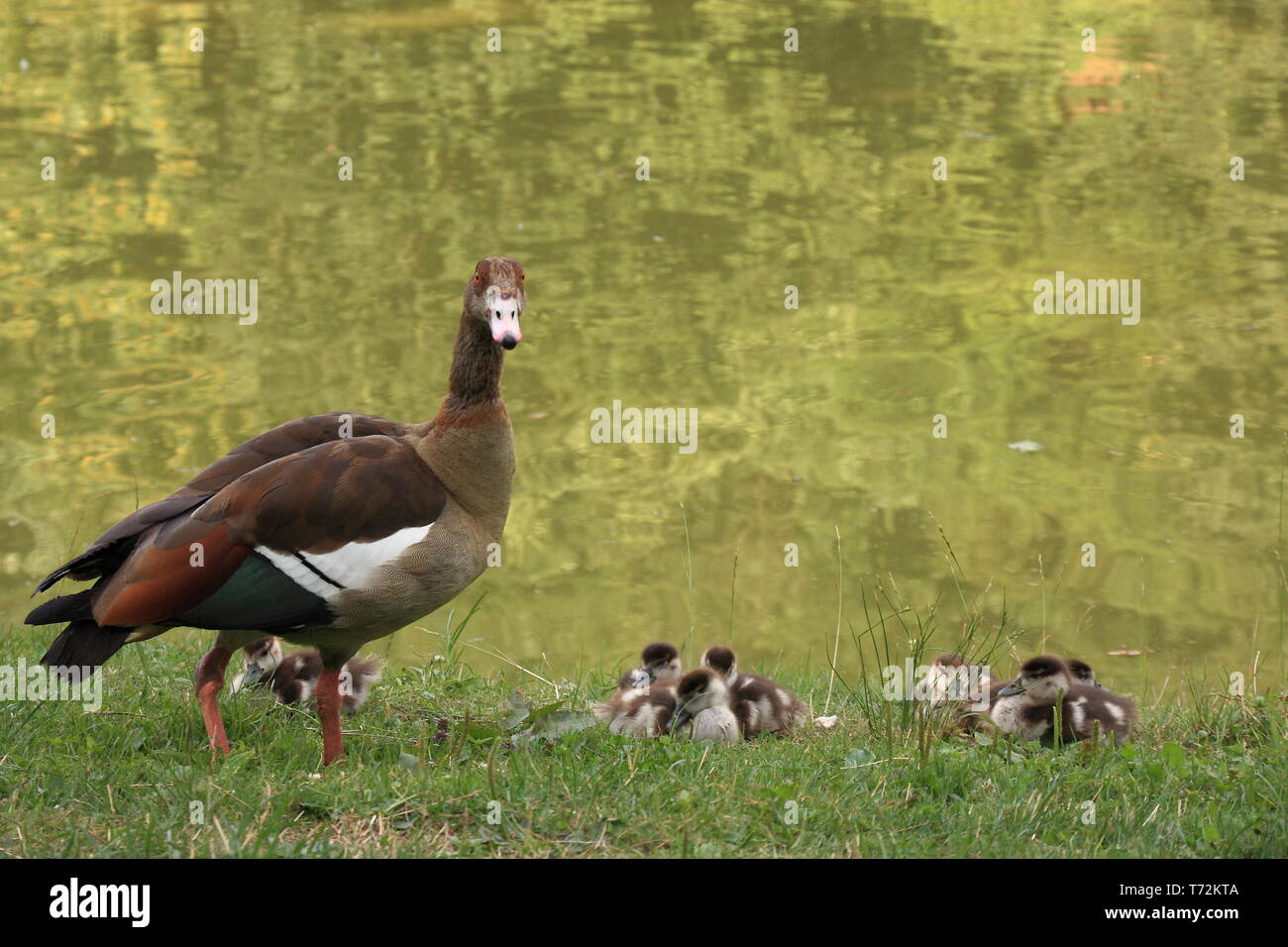 Mama duck hi-res stock photography and images - Alamy