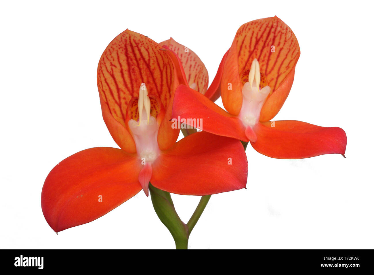 Firebird plant hi-res stock photography and images - Alamy