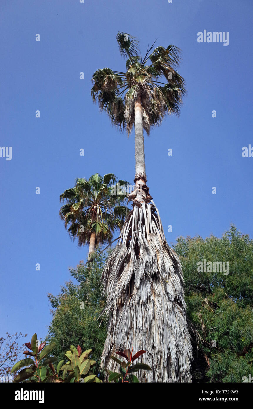 Washingtonia robusta palm tree in Sassari, Sardinia,. Italy Stock Photo ...