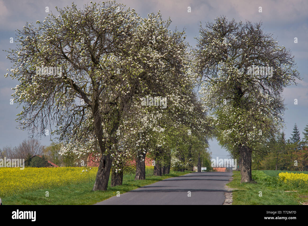 Cherry blossom trees lining the road hi-res stock photography and ...