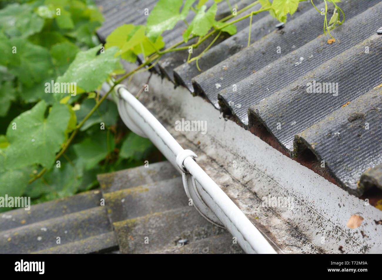 House asbestos roof in the rain with a close up of a clean plastic roof ...