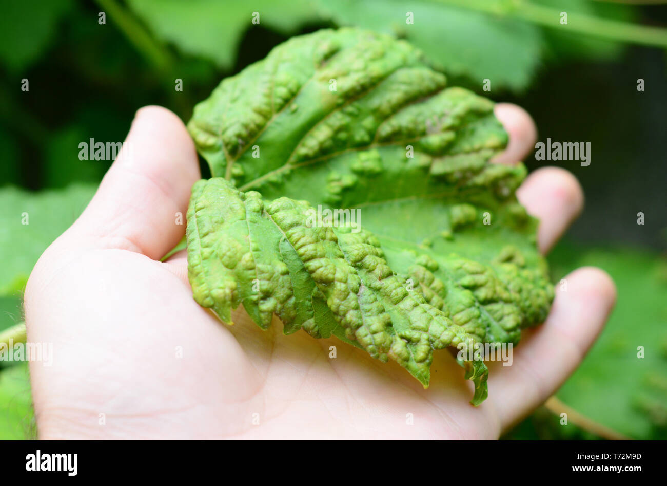 Gardener hold in hand grapevine leaf with downy mildew (Plasmopara vitikola) disease . Grapevine ...
