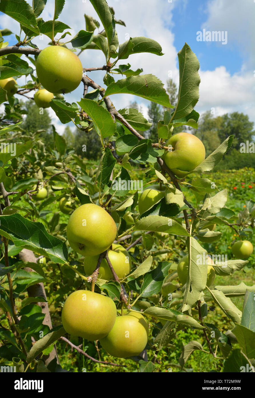 Green apple on the apple tree with beautiful rural background Stock ...