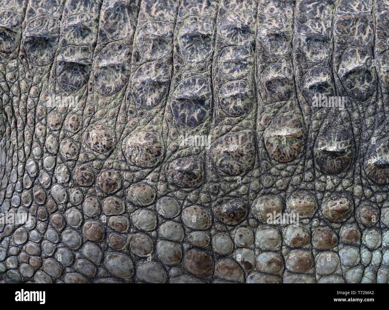 Marsh crocodile Crocodylus palustris hide Stock Photo - Alamy