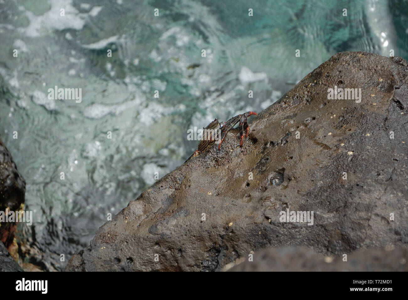 Crab in water hi-res stock photography and images - Alamy