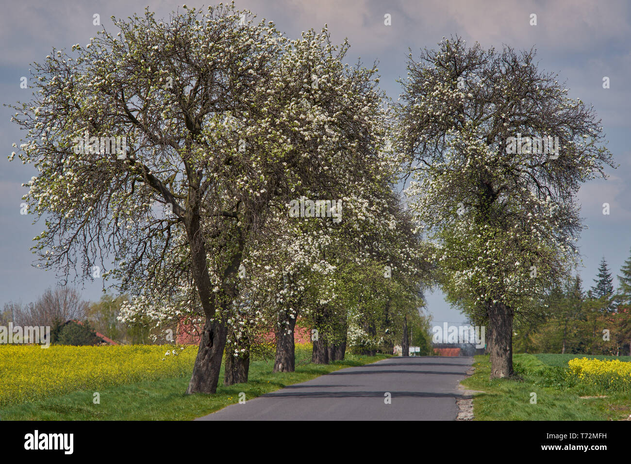 Old pear trees in full bloom hi-res stock photography and images - Alamy