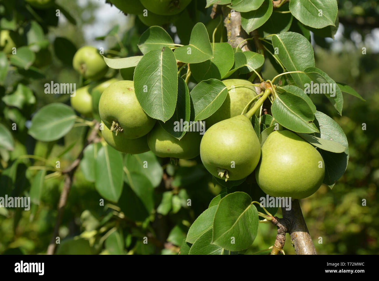 Close up on sweet green color pears harvest on the pear tree branch ...
