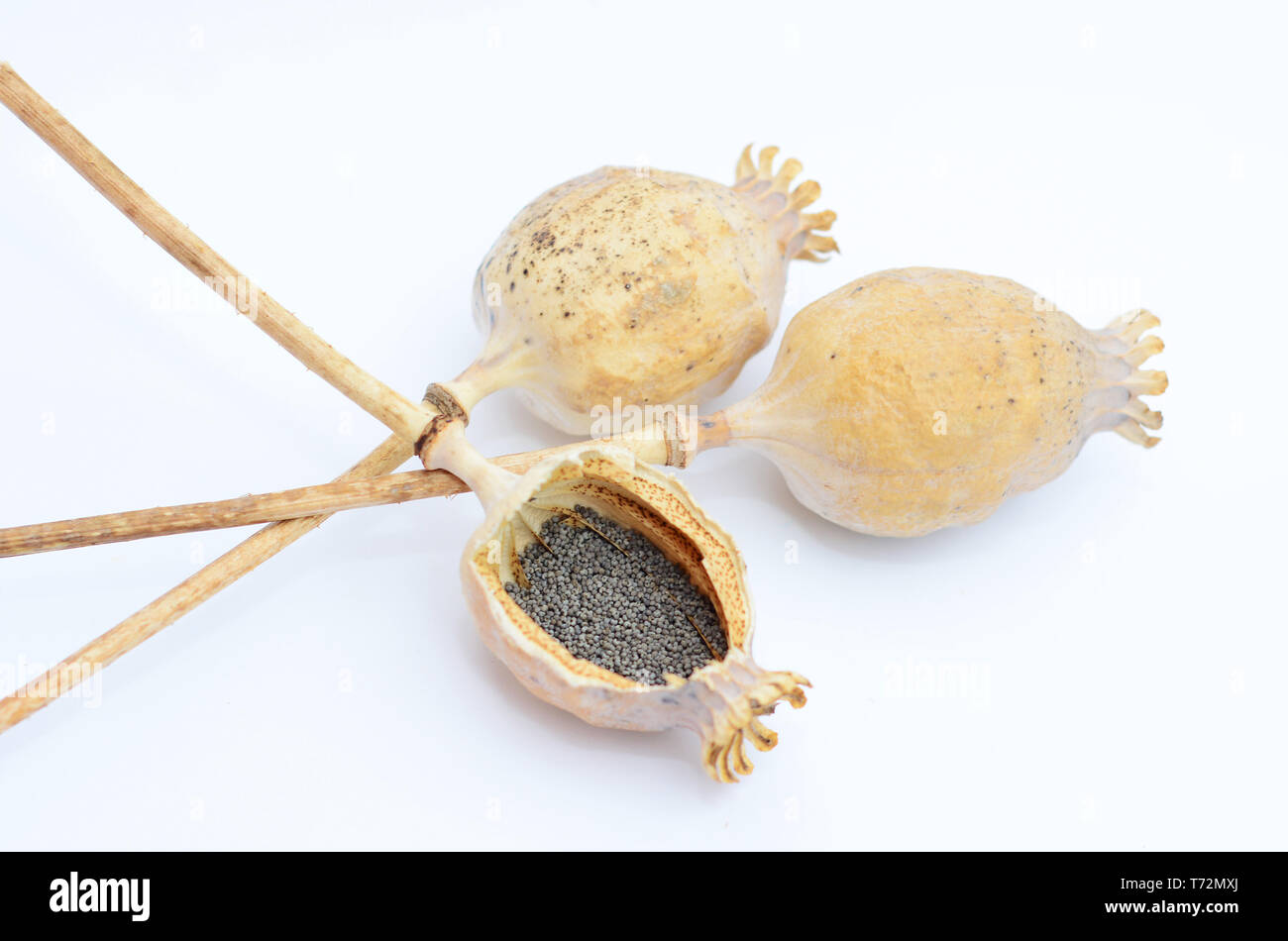 Dried poppy heads with pile of poppy seeds isolated on white background ...