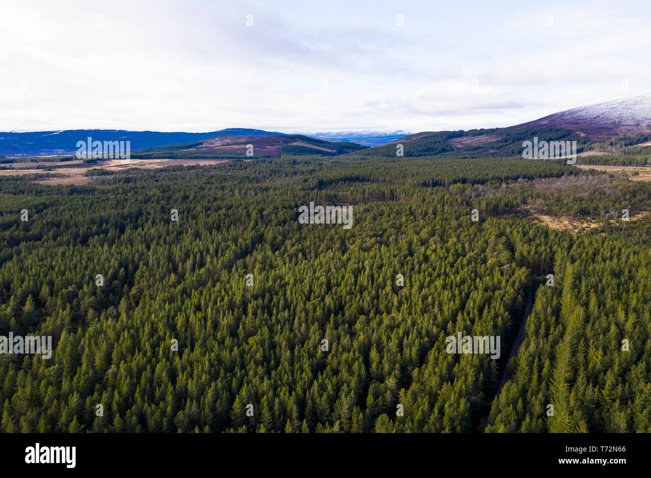 Scottish forestry hi-res stock photography and images - Alamy