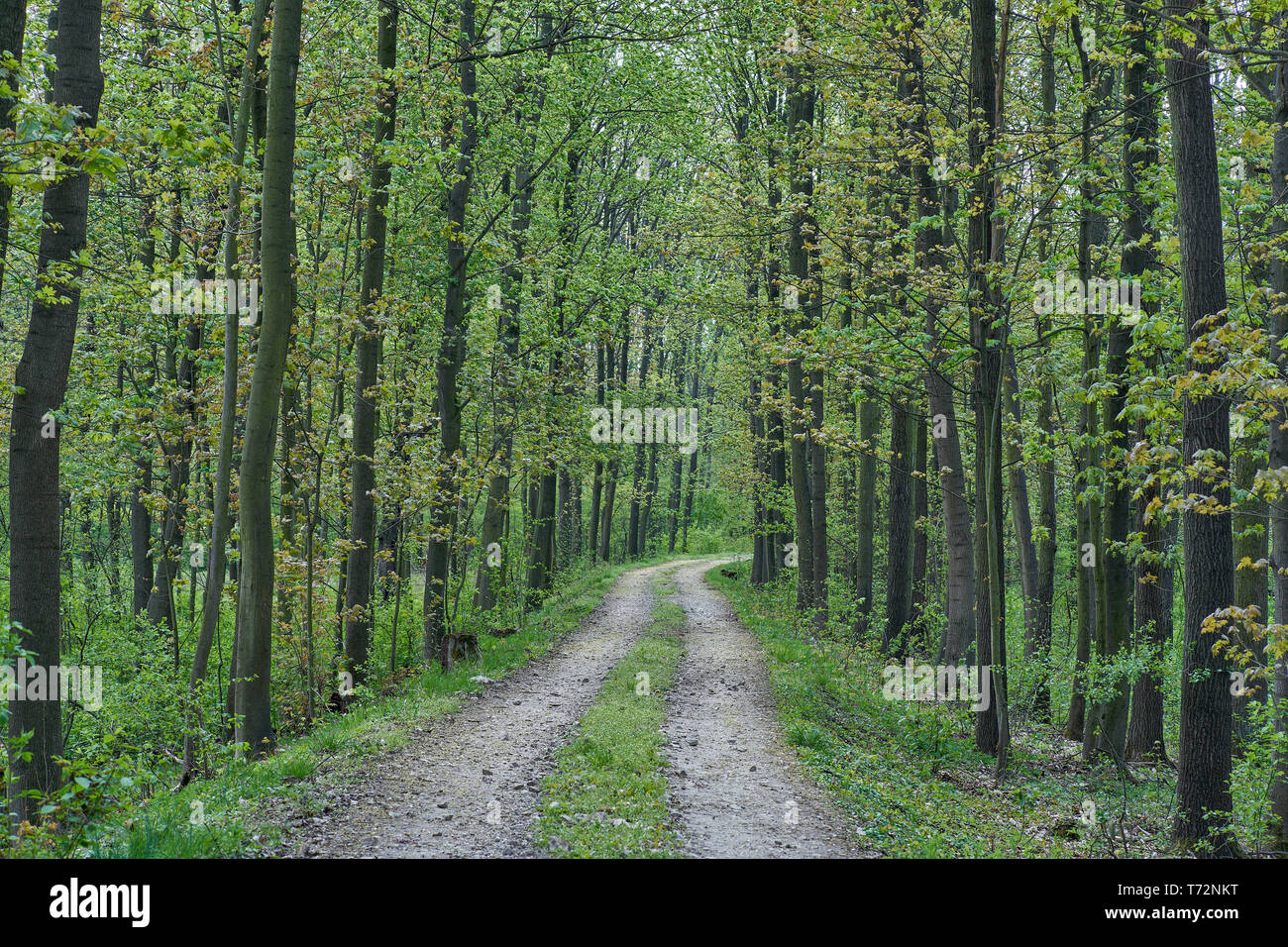 Central european deciduous forest in the spring Stock Photo - Alamy