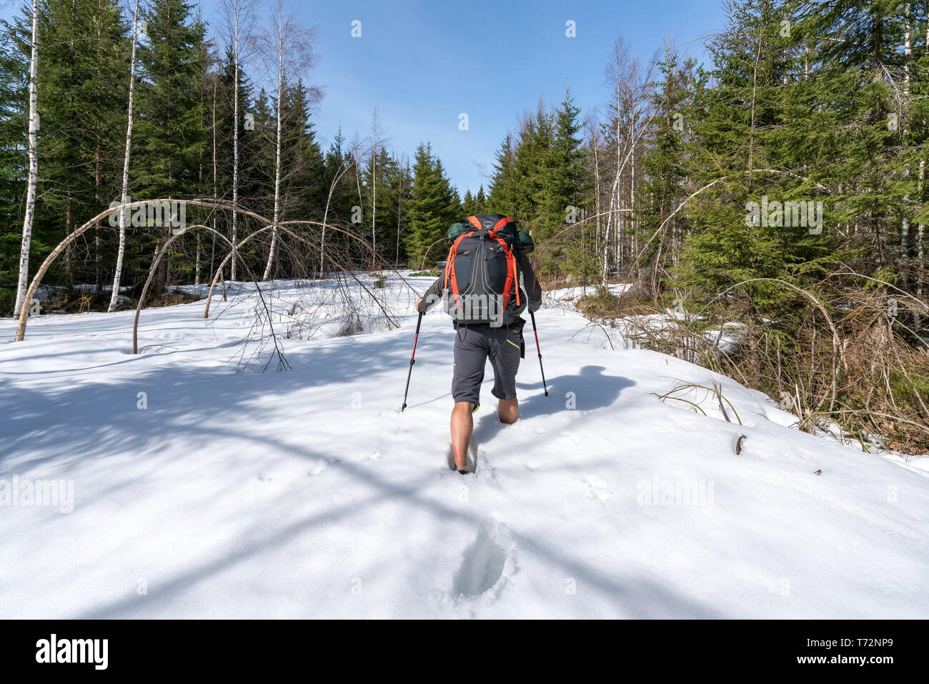 Spring time trekking in Helvetinjärvi national park, Ruovesi, Finland ...