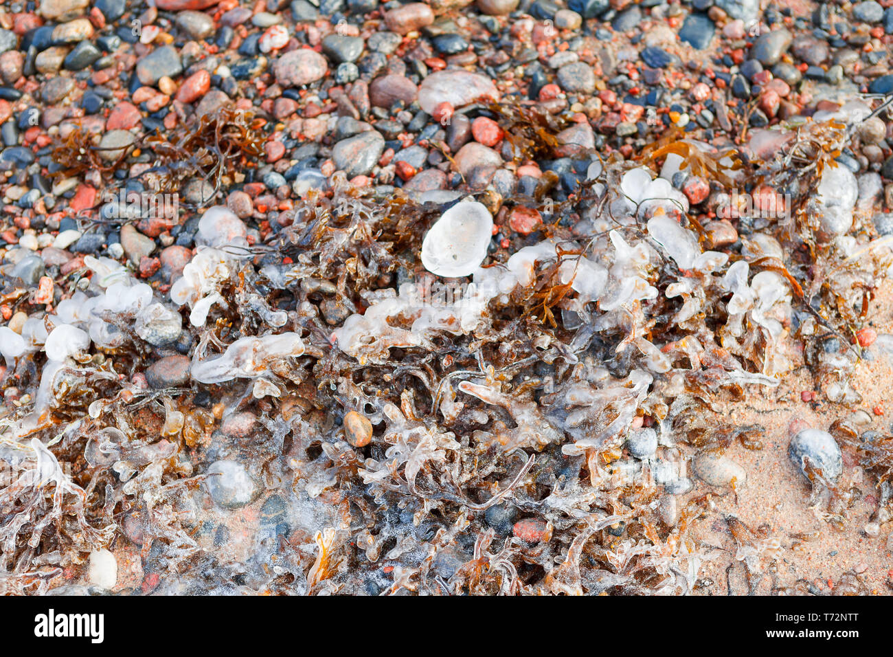 Coastal frozen pebble beach of Baltic sea. Moody wintrer day. Macro ...