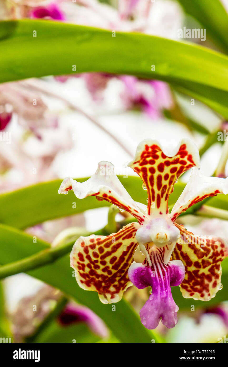 Pink Vanda High Resolution Stock Photography and Images - Alamy