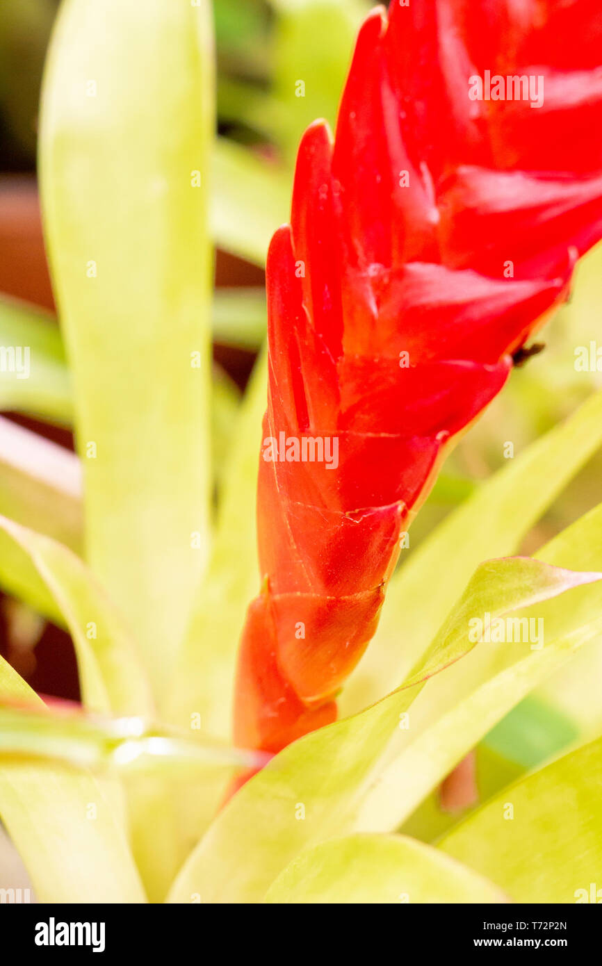 Flaming Sword Plant High Resolution Stock Photography and Images - Alamy