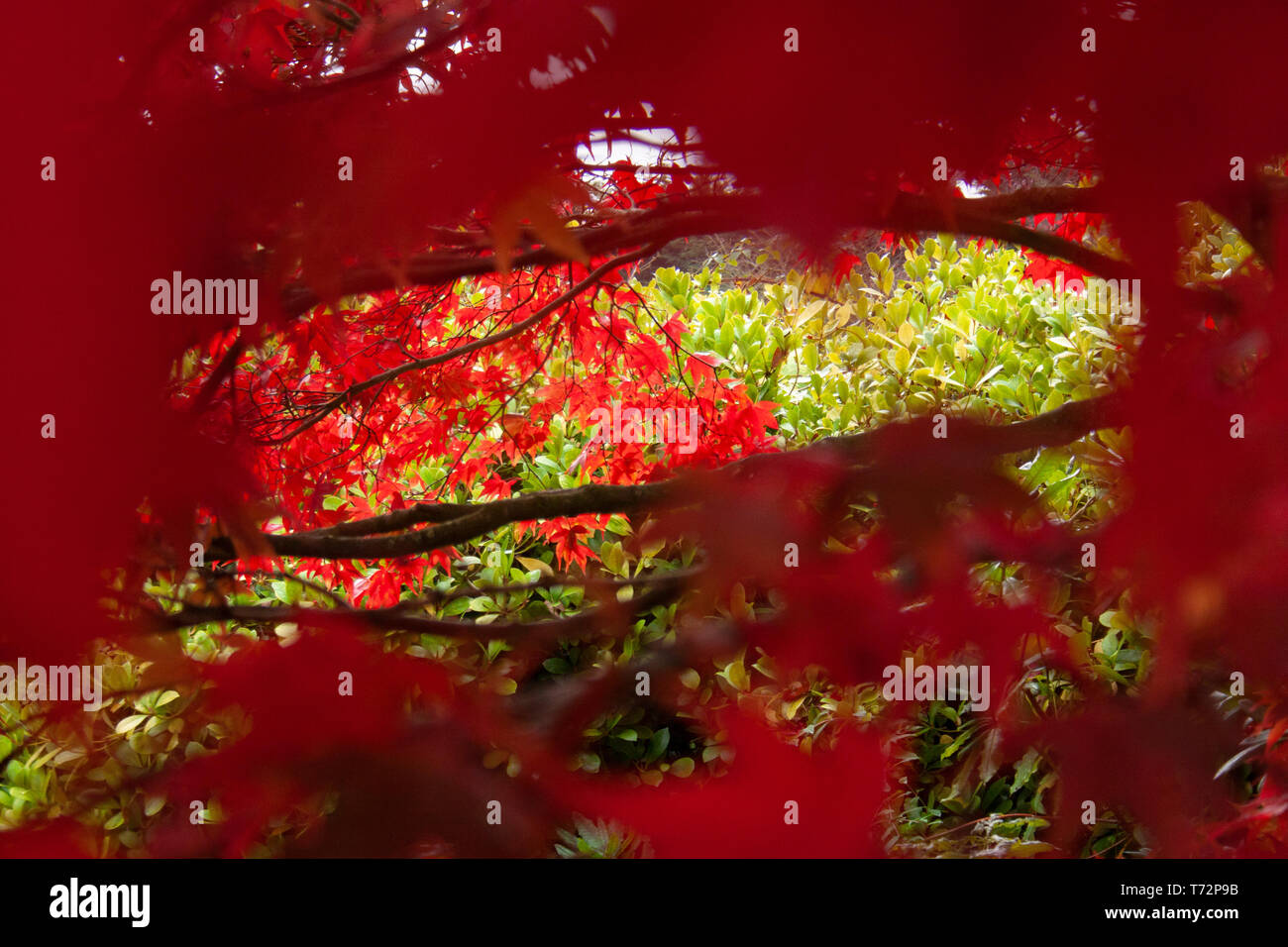 English maple tree hi-res stock photography and images - Alamy