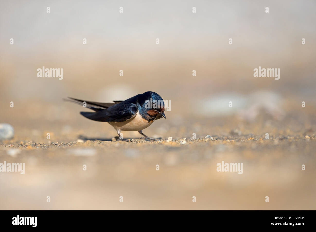 Barn Swallow (Hirundo rustica Stock Photo - Alamy