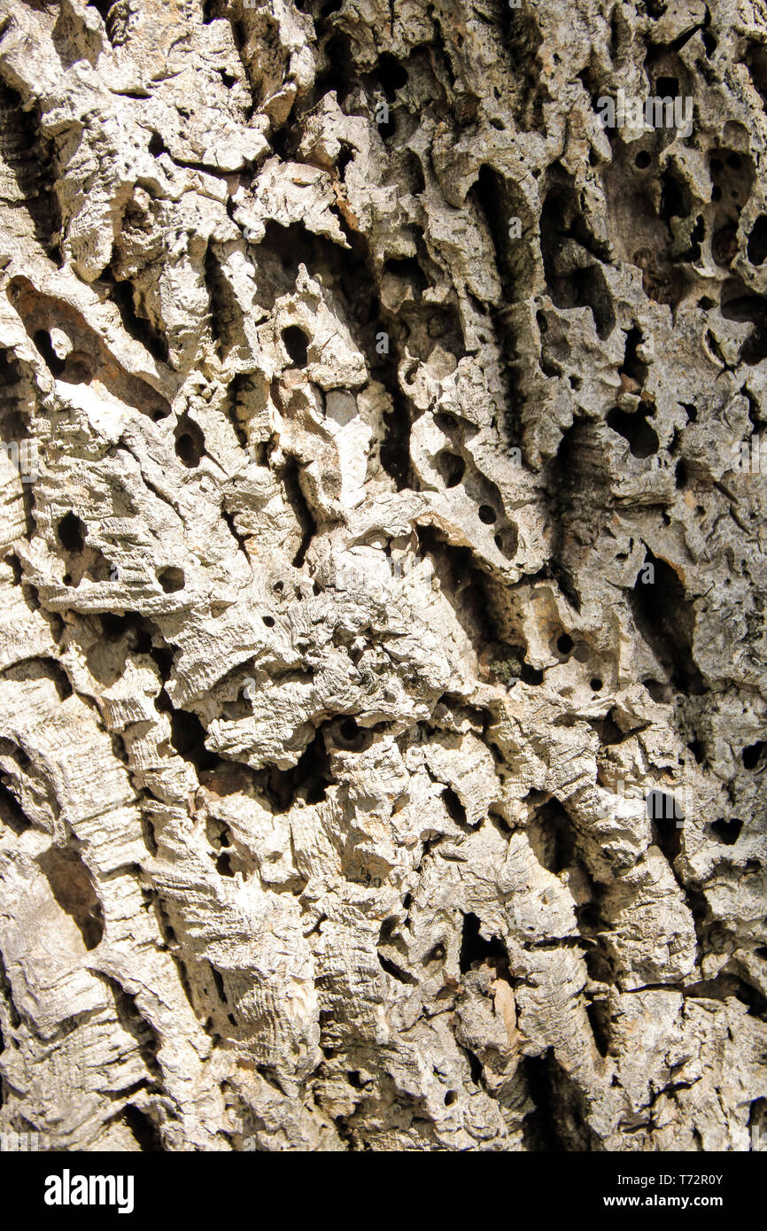 bark of a cork tree Stock Photo - Alamy