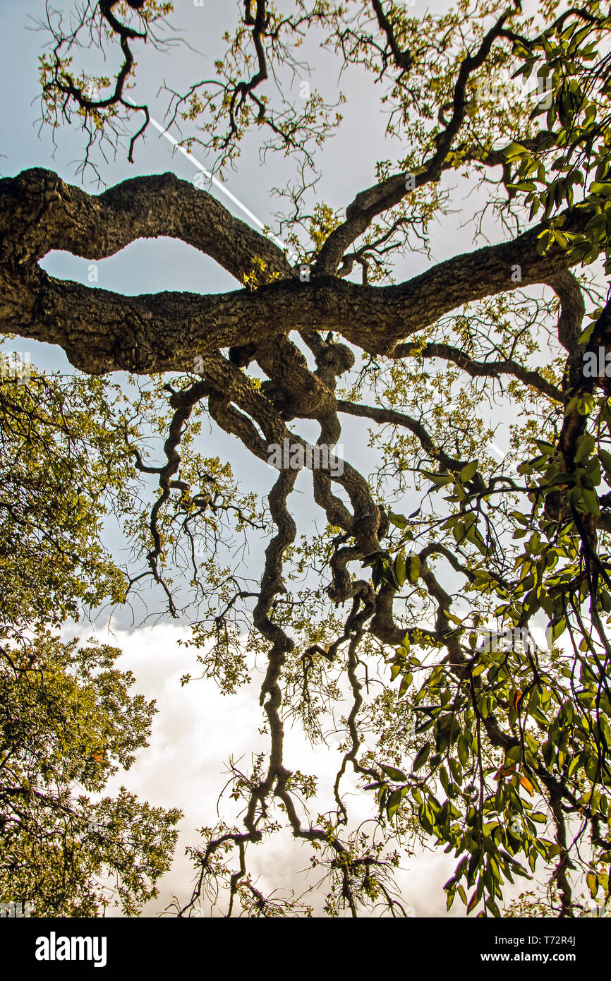 beautiful tree in the garden of Villa Durazzo Pallavicini in Pegli ...