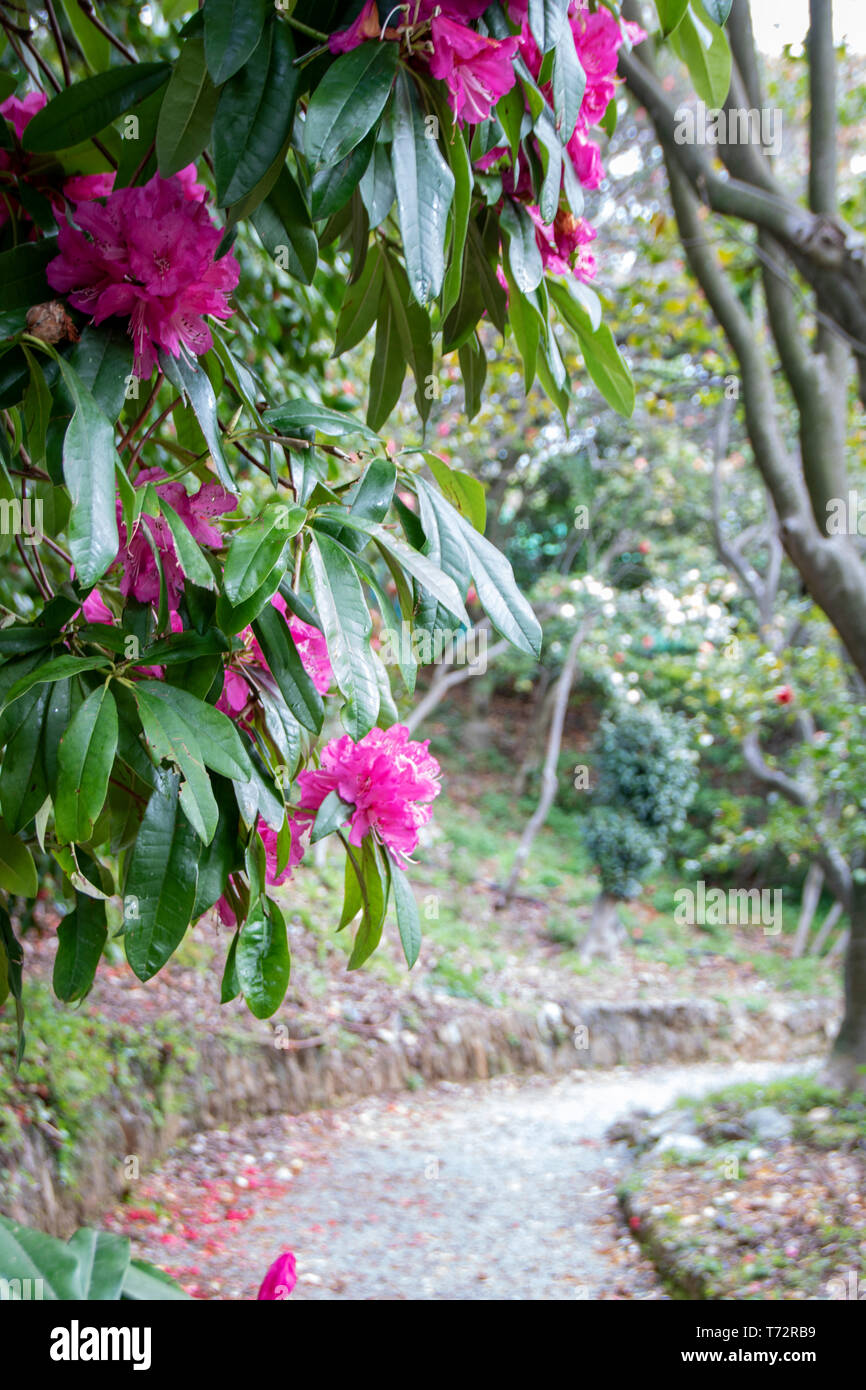 Flowering Rhododendron tree in springtime Stock Photo - Alamy
