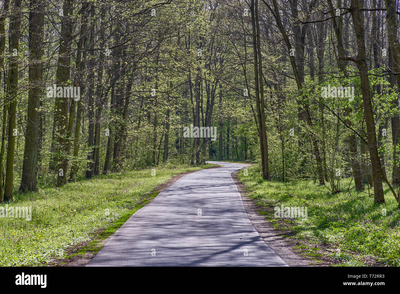 Central european deciduous forest in the spring Stock Photo - Alamy