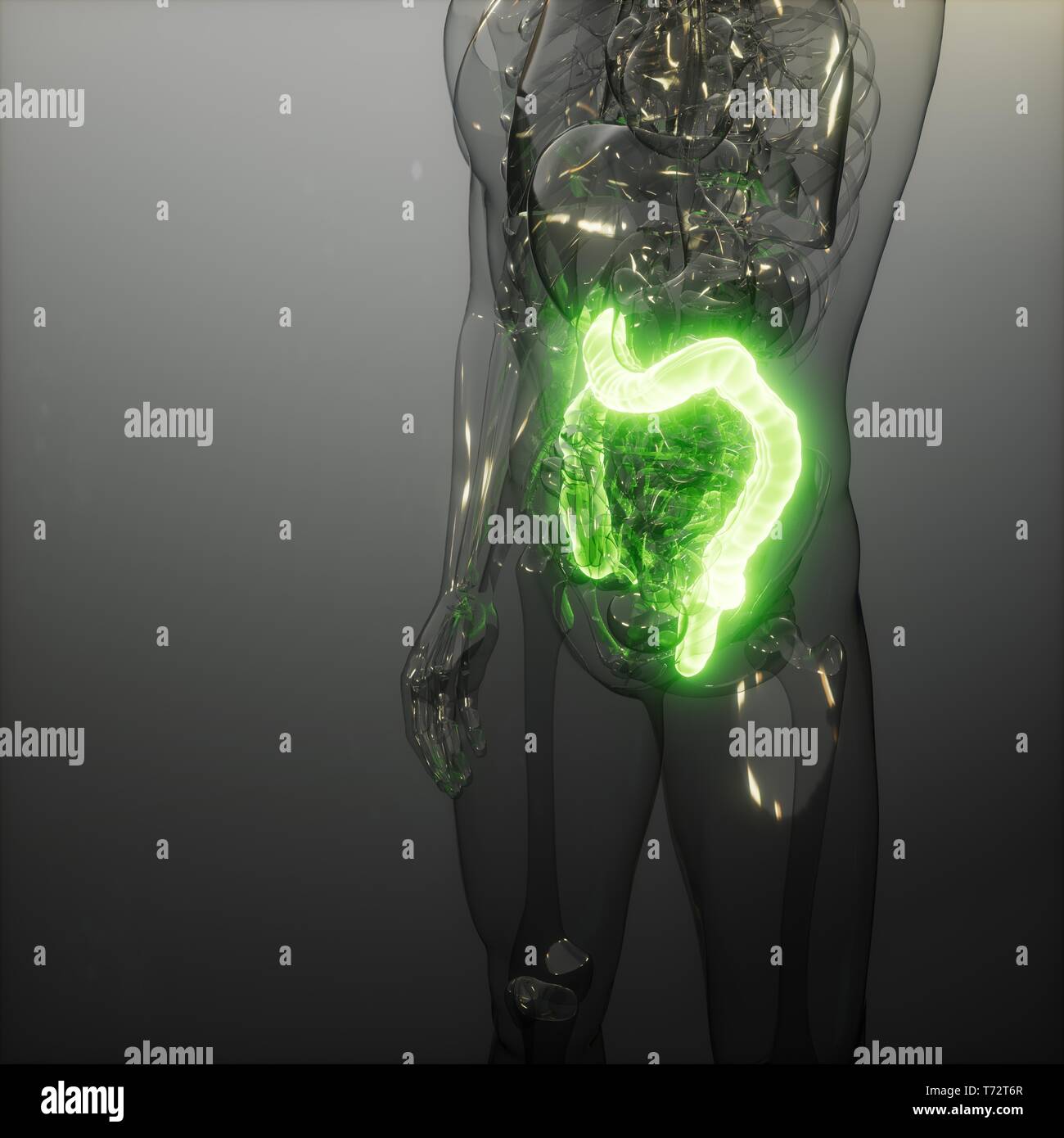 3d human colon doctor hand hi-res stock photography and images - Alamy