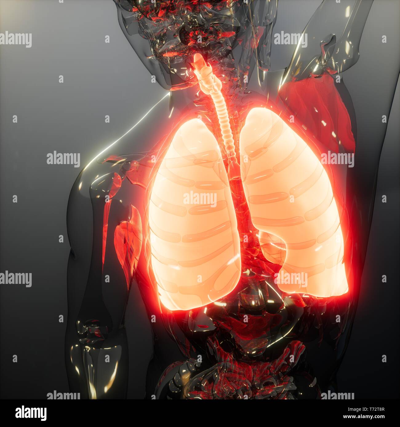 Human Lungs Radiology Exam Stock Photo - Alamy