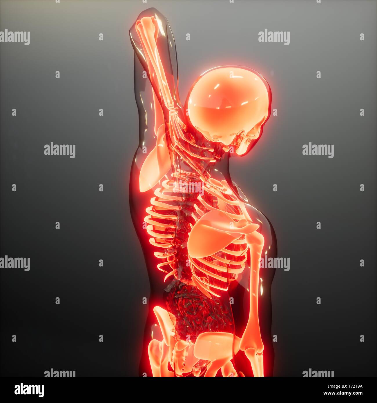 Transparent Human Body with Visible Bones Stock Photo - Alamy