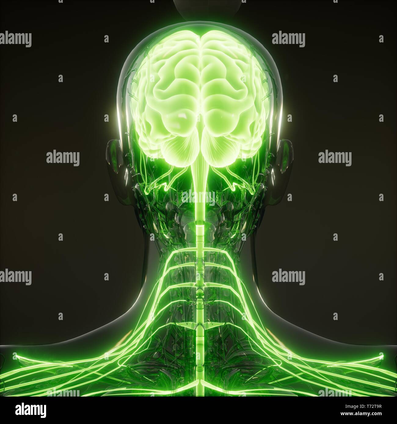 Human Brain Radiology Exam Stock Photo - Alamy