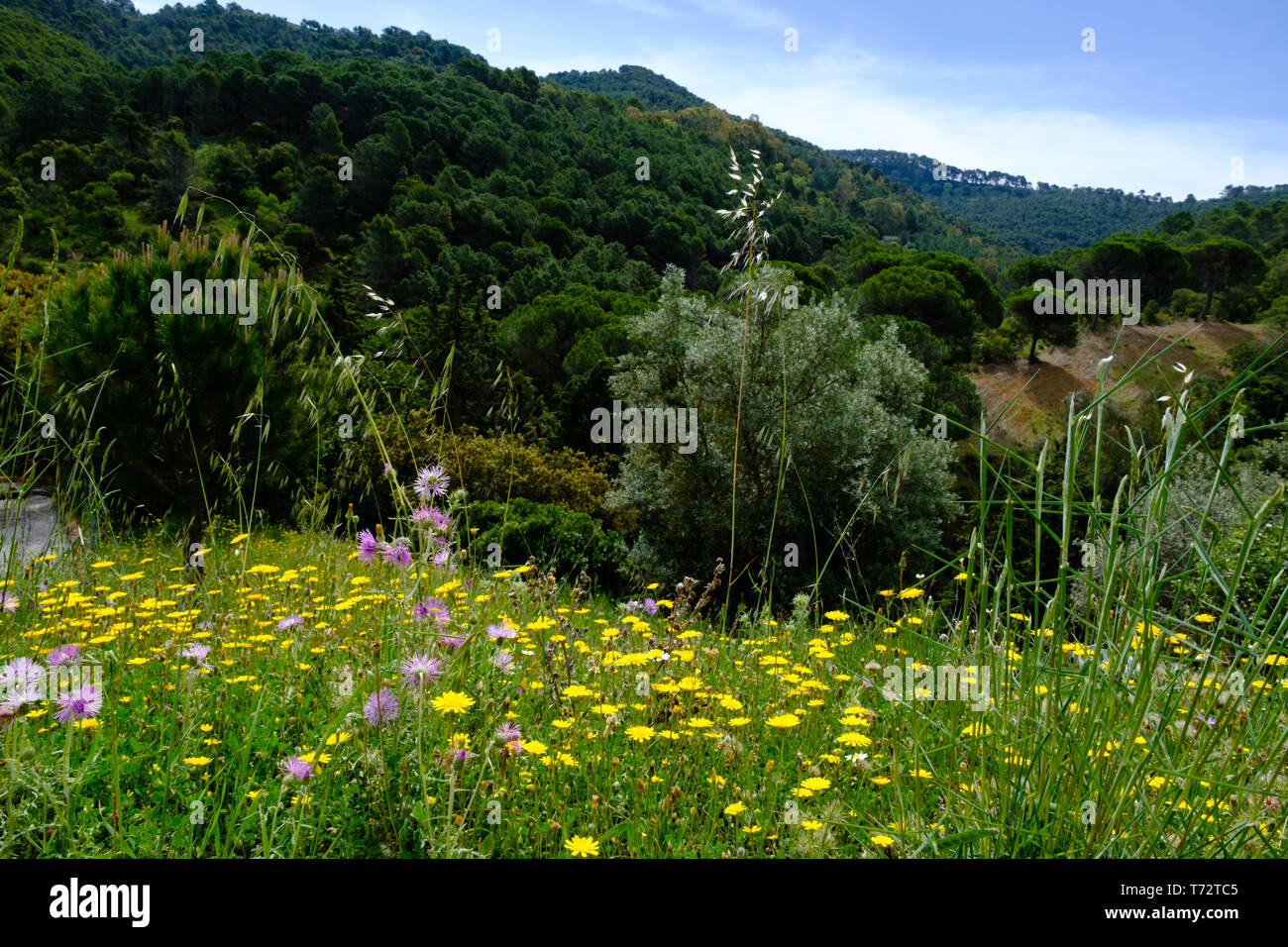 Pine forests in Montes Malaga natural park, Axarquia, Malaga, Andalucia ...