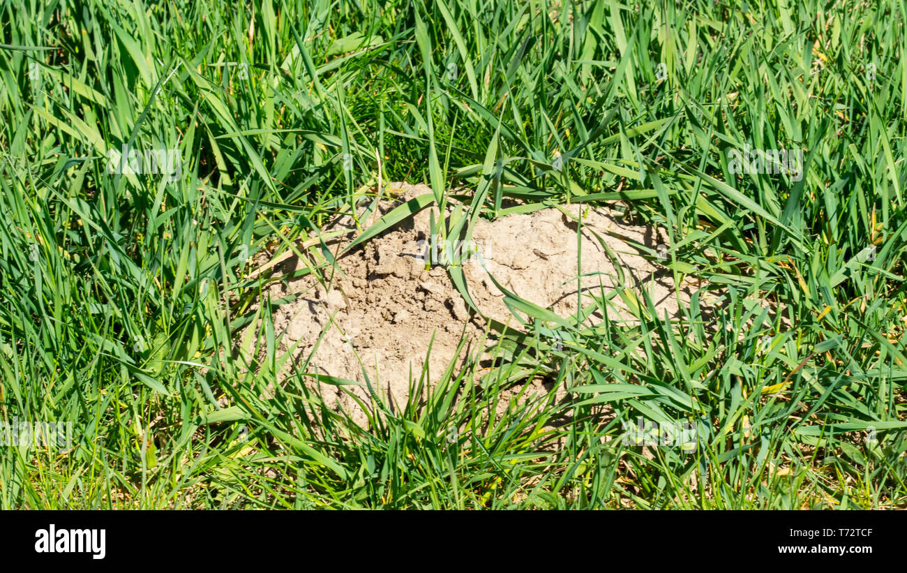 Gras erde wiese hi-res stock photography and images - Alamy
