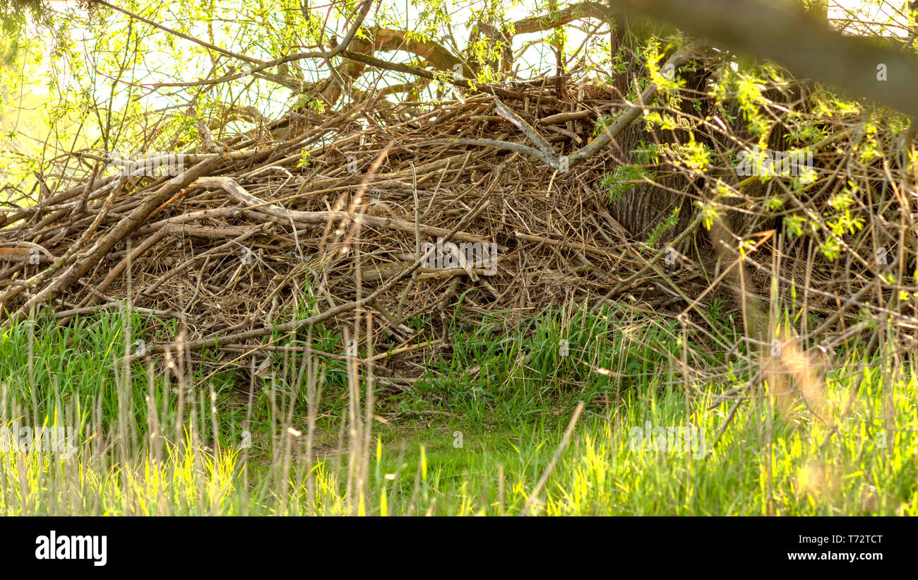 Beaver Castle - National Park on the Elbe in Germany Stock Photo - Alamy