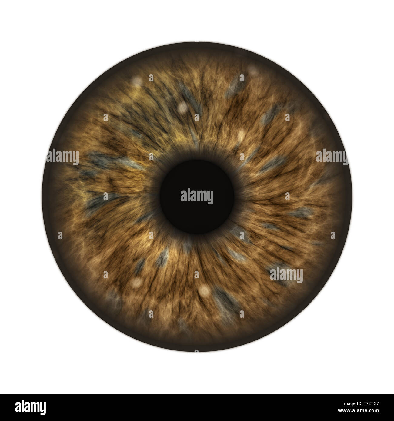 dark brown human iris Stock Photo - Alamy