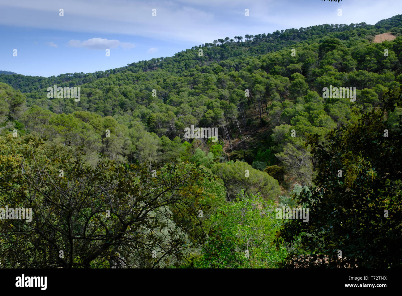 Pine forests in Montes Malaga natural park, Axarquia, Malaga, Andalucia ...