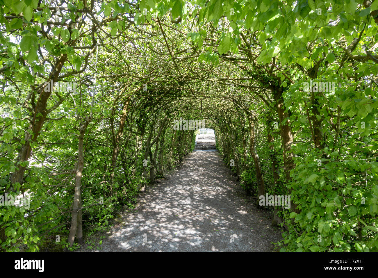 CARDIFF, UK - APRIL 27 : An arch of Beech trees at St Fagans National ...