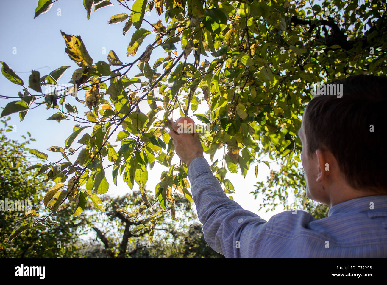 A farmer is harvesting. A guy picks fruit from a tree. A man tears an ...
