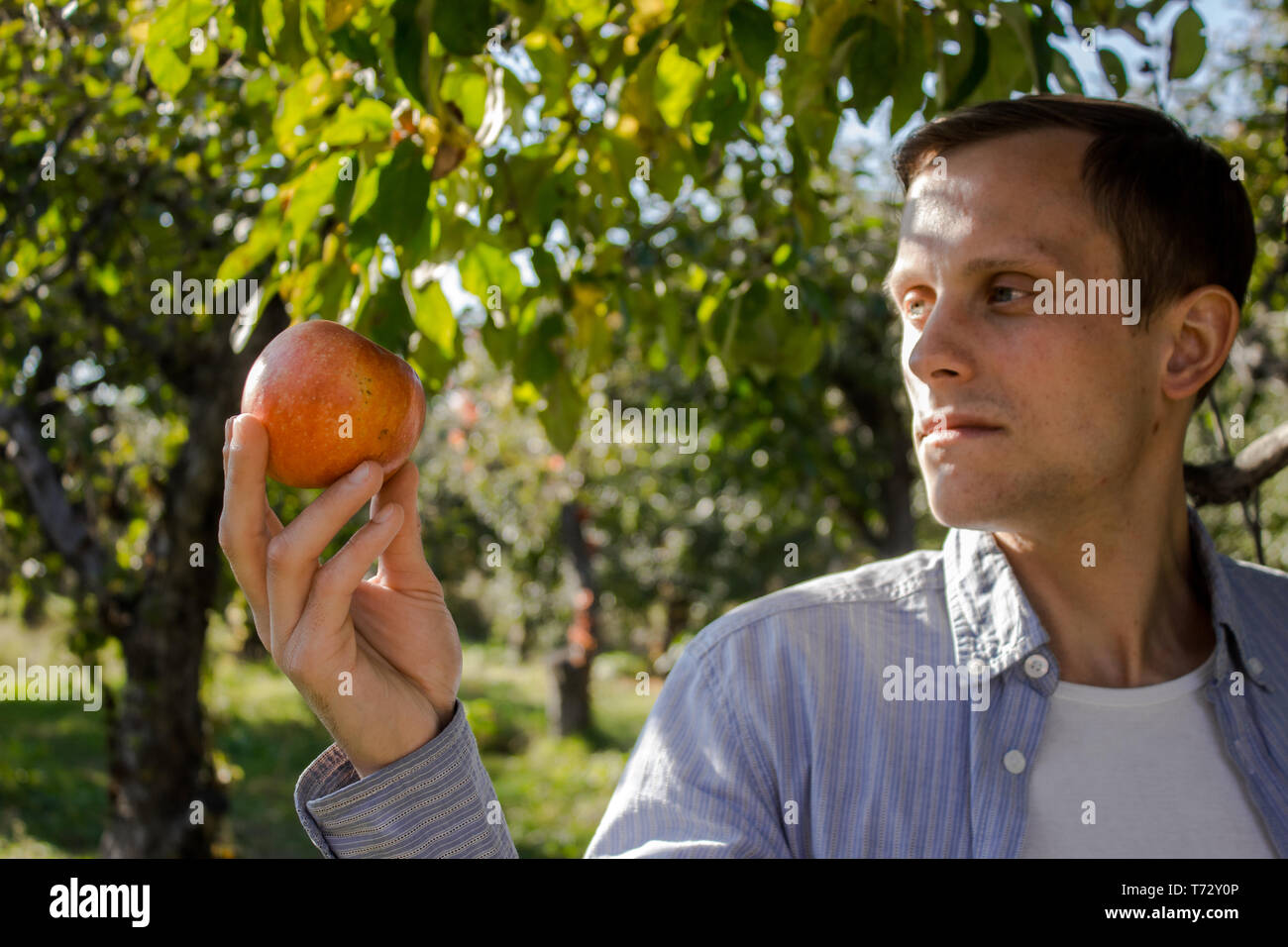 Guy holds in his hand a ripe fruit. A man plucked an apple from a tree ...