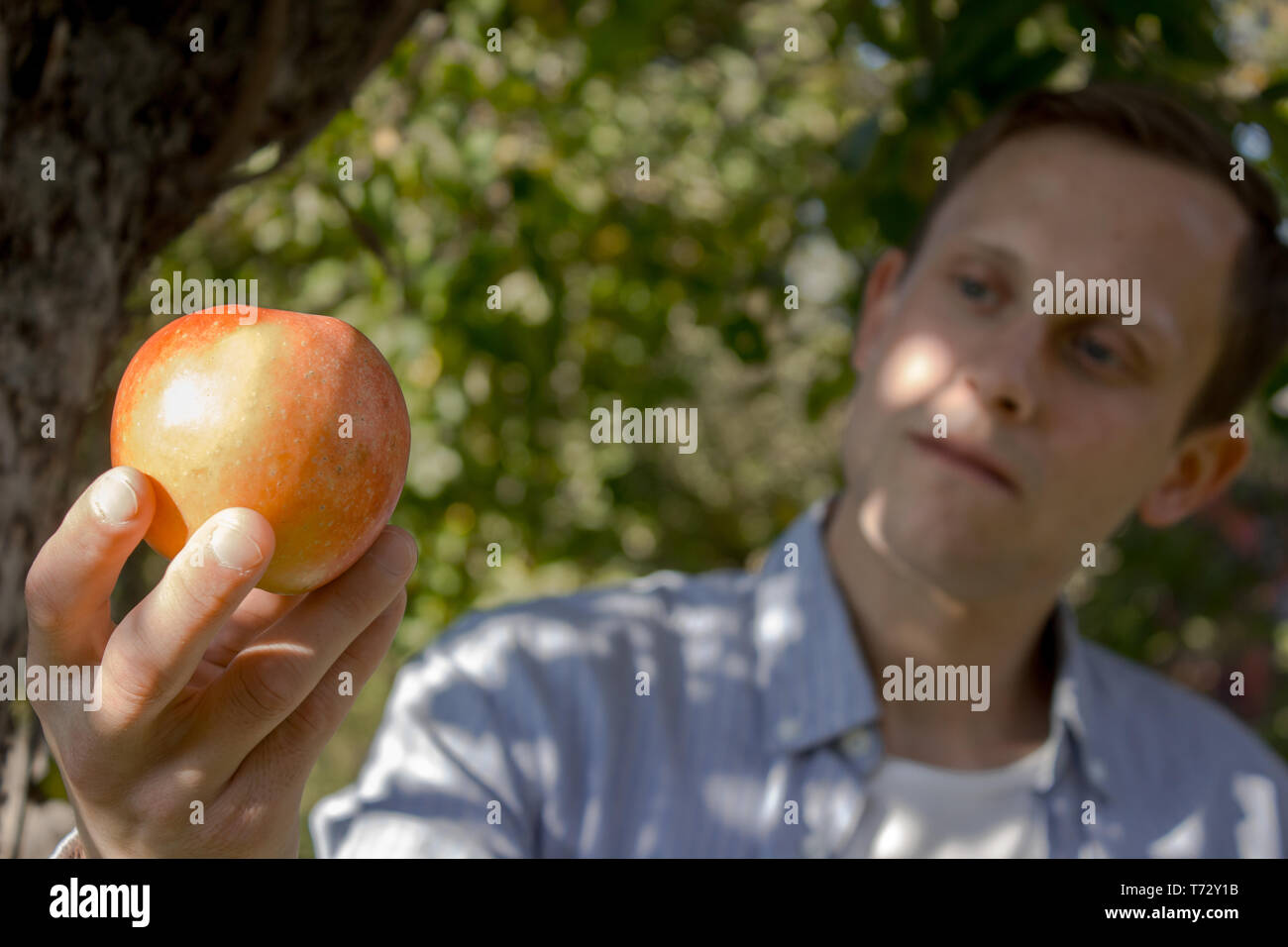 Farmer harvesting. The guy holds in his hand a ripe fruit. A man ...