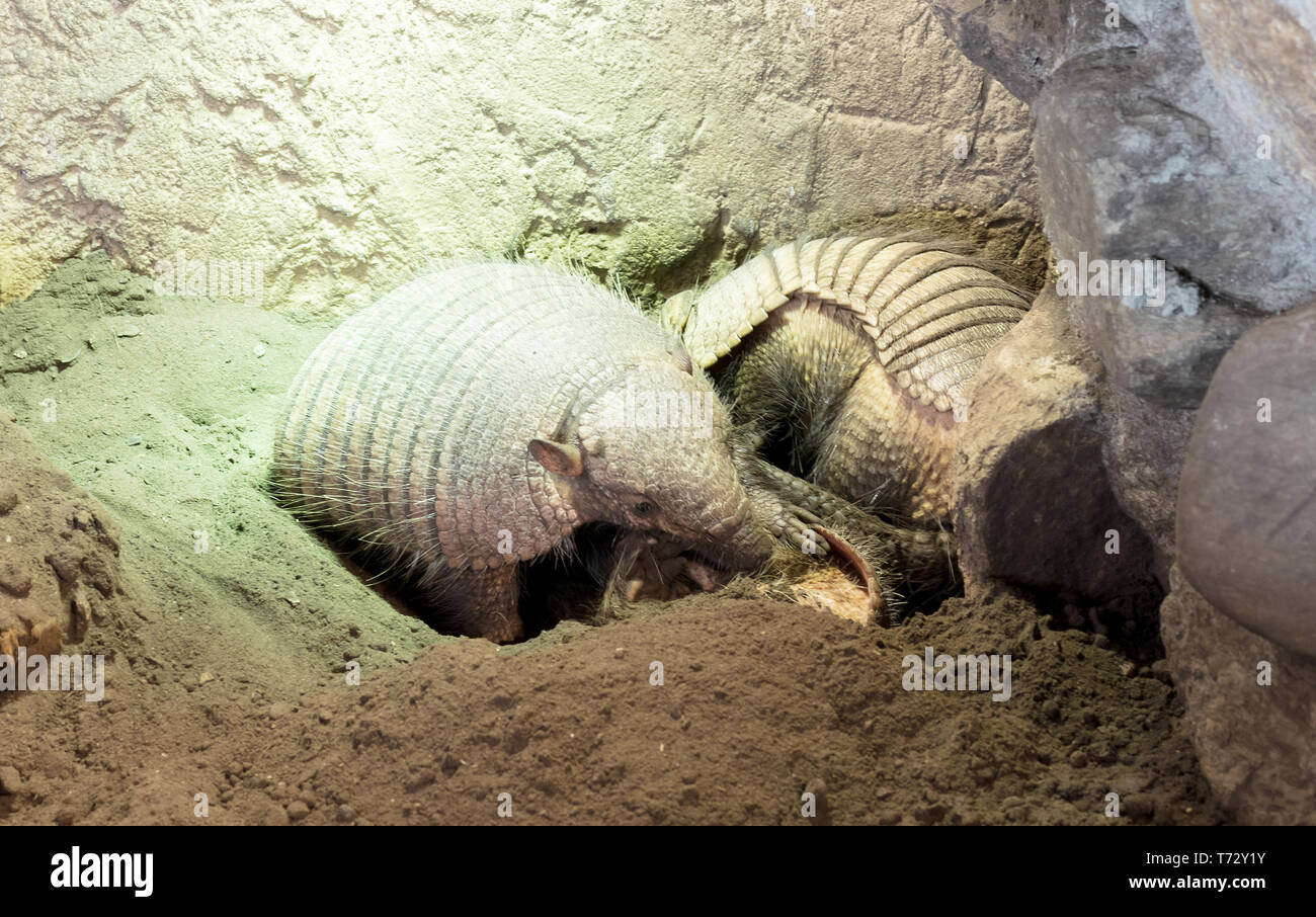 Armadillo, Yellow Armadillo, Euphractus sexcinctus, Pantanal, Brazil ...