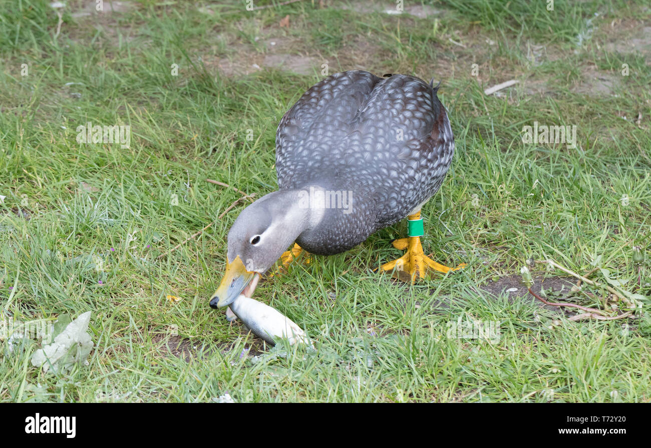 Duck eating a large fish, standing on grasss Stock Photo - Alamy