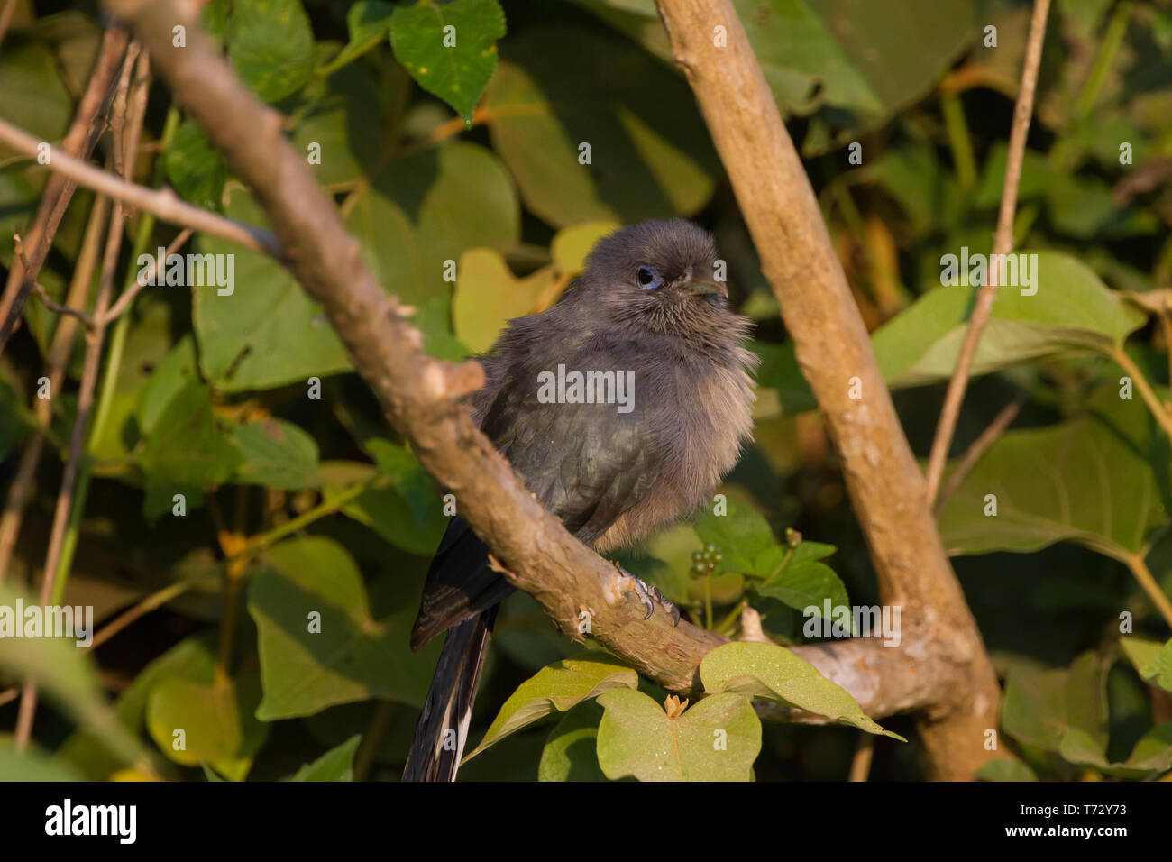 Blue-faced Malkoha.Phaenicophaeus viridirostris. Single adult perched ...