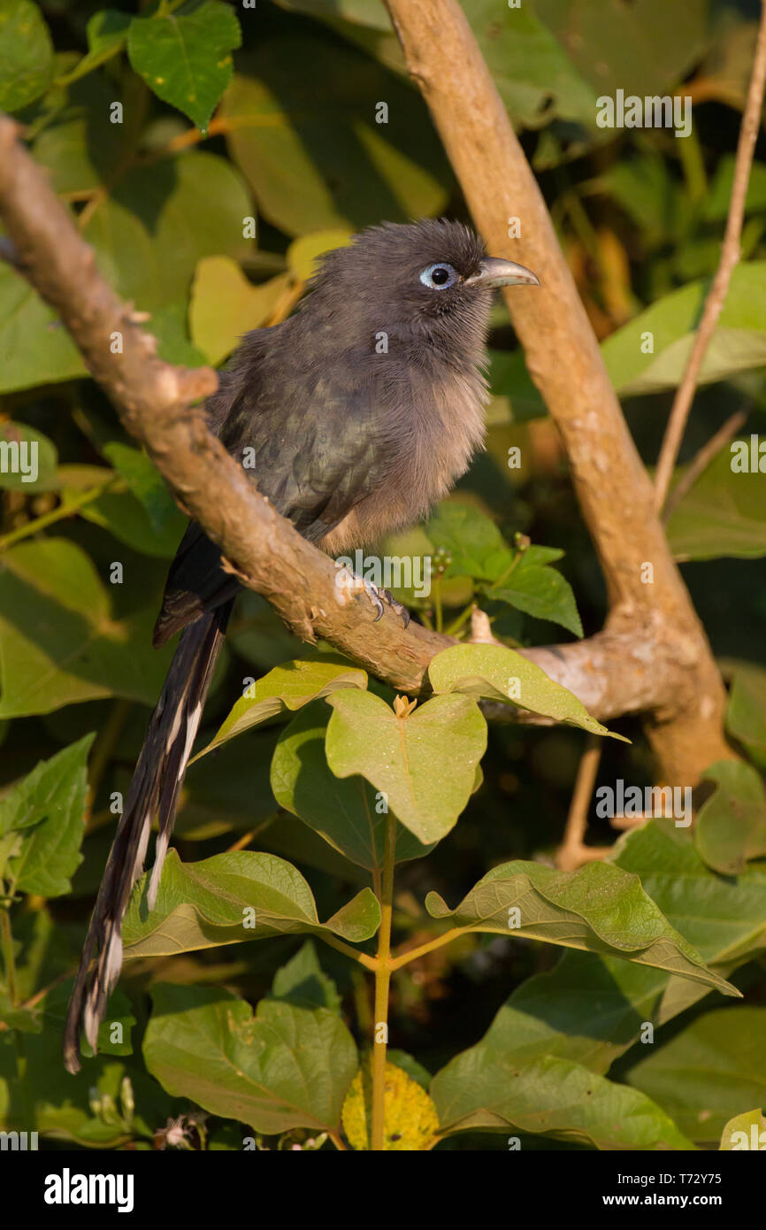 Blue-faced Malkoha.Phaenicophaeus viridirostris. Single adult perched ...