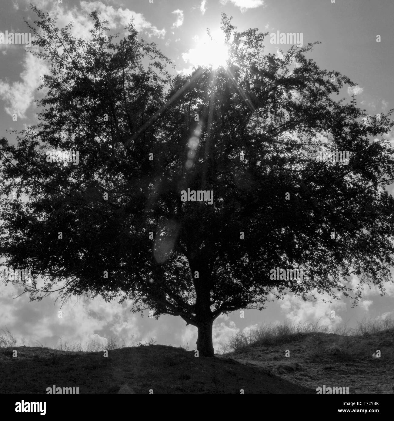 Against a blue sky with some clouds Black and White Stock Photos ...