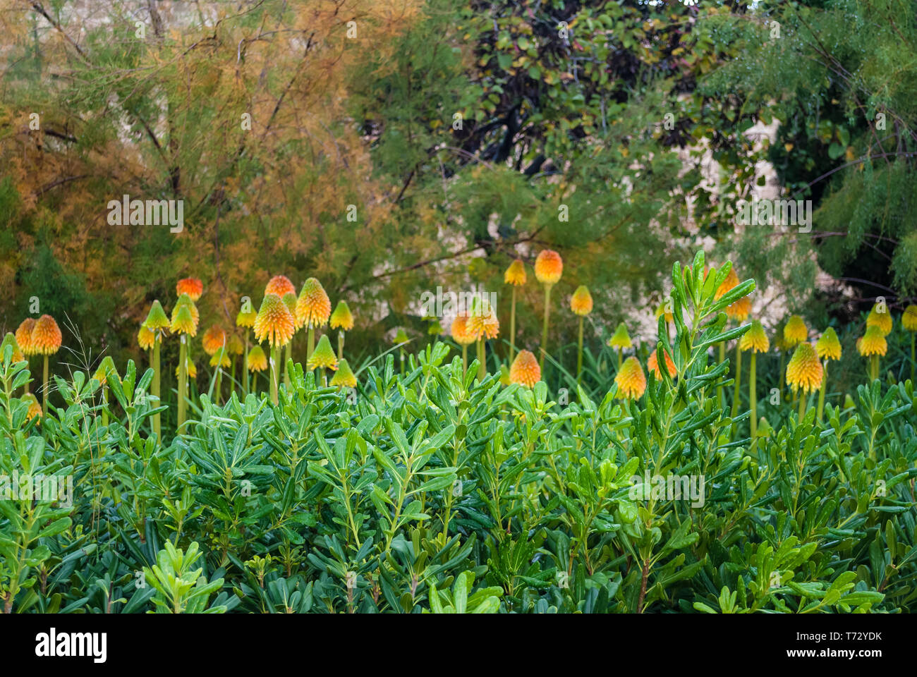 Wet grass and yellow flowers of torch lily closeup on the background of ...