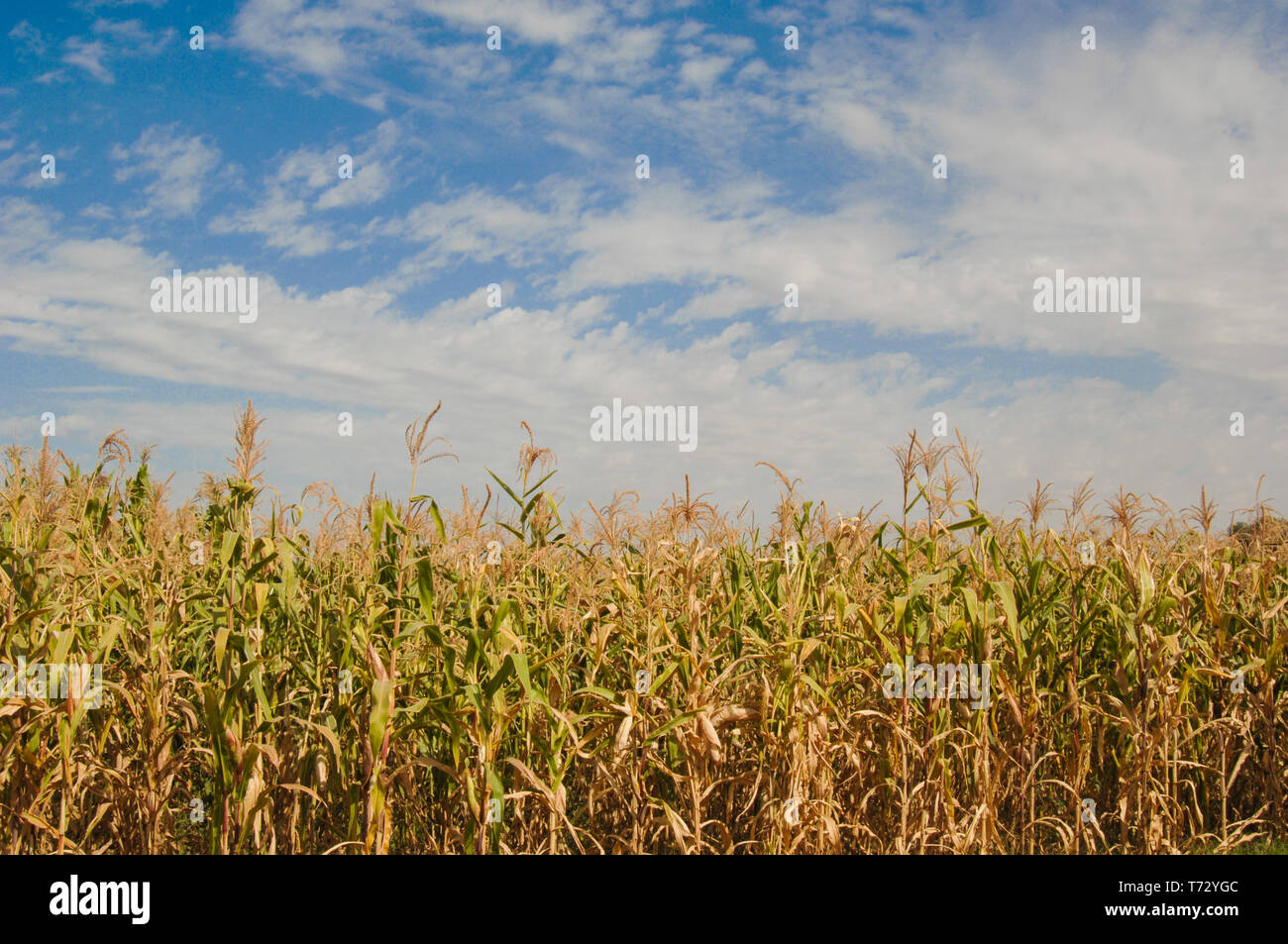 Day sun clouds blue sky cornfield hi-res stock photography and images ...