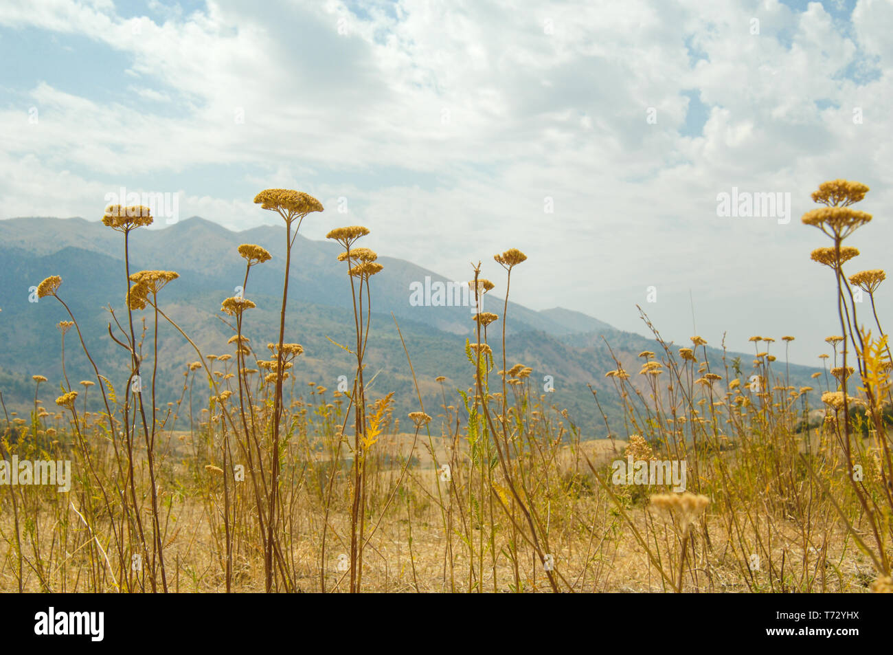 field of yarrow flowers on a background of mountains and sky. Nature of ...
