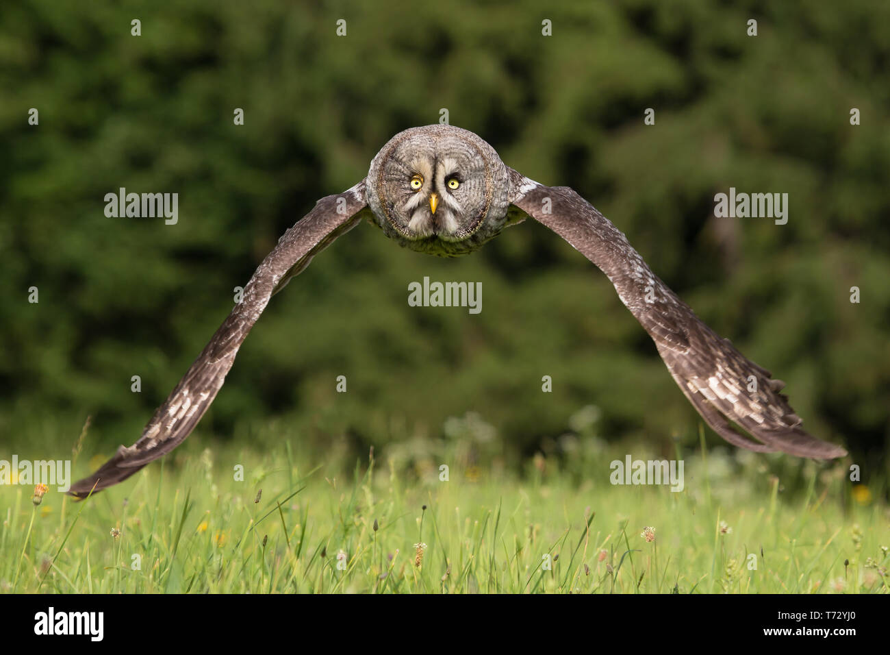 Great grey owl or great gray owl (Strix nebulosa) is a very large owl ...