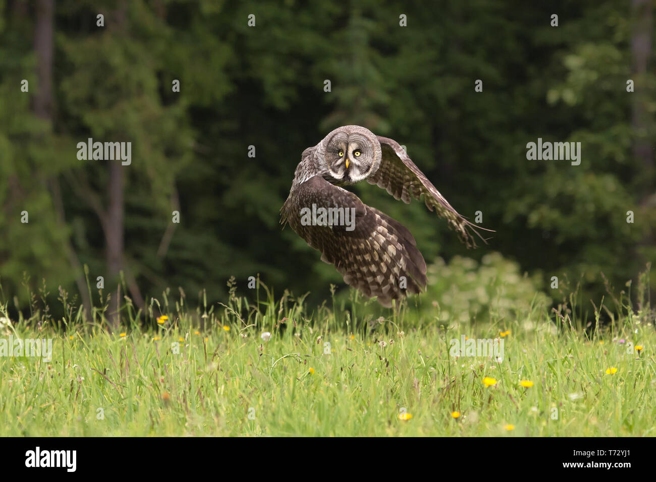 Great grey owl or great gray owl (Strix nebulosa) is a very large owl ...